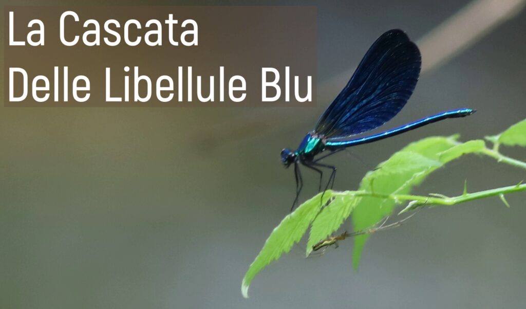 La Cascata delle Libellule Blu | 101giteinliguria.it